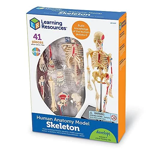 Learning Resources Skeleton Model, Miniature Model, Easy To Manipulate ...