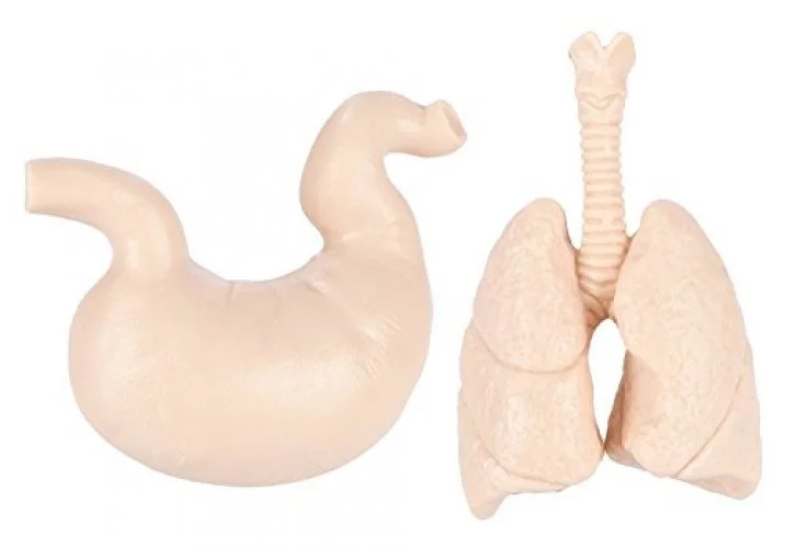 Safari Ltd. Human Organs Toob - 8 Mini Figurines Including Brain, Heart ...