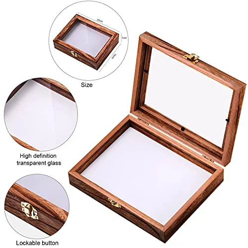 Insect Display Case Box Collection Box with Clear Top EVA Foam Pinning ...